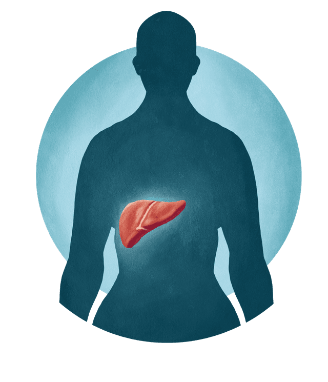 Lifrarkrabbamein - Krabbameinsfélag Íslands